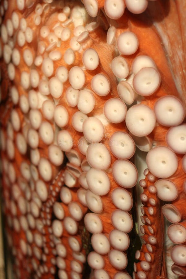 Close Up Shot of an Octopus with All the Captured Details Stock Image ...
