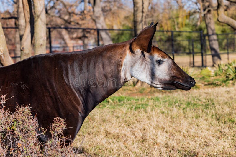 Close up shot of Okapi stock image. Image of people - 239331971