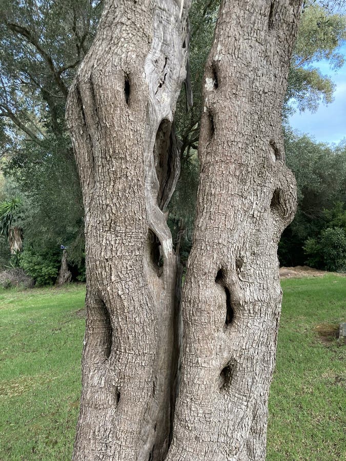 Old Tree with a Bumpy Uneven Trunk Stock Photo - Image of huge ...