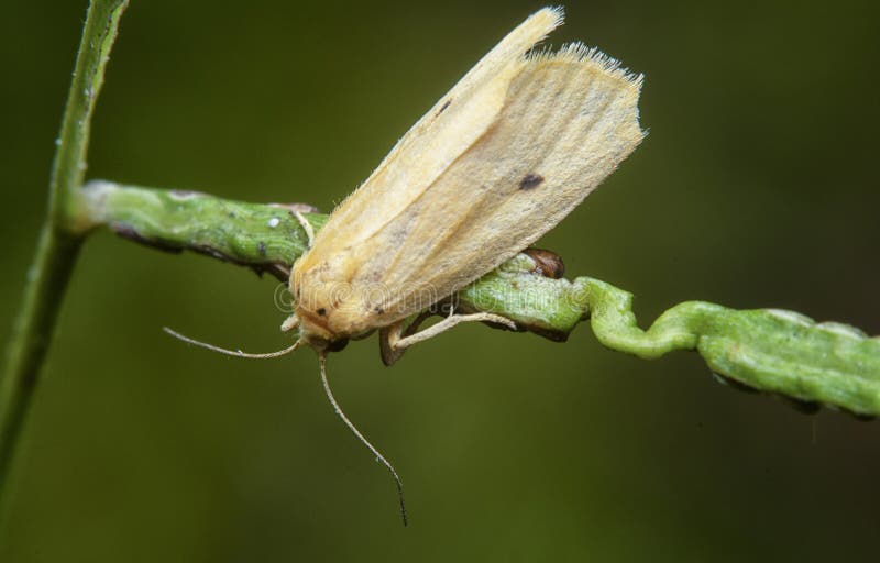 Close Up Shot of the Orange-colored Nygmia Plana Moth. Stock Image ...