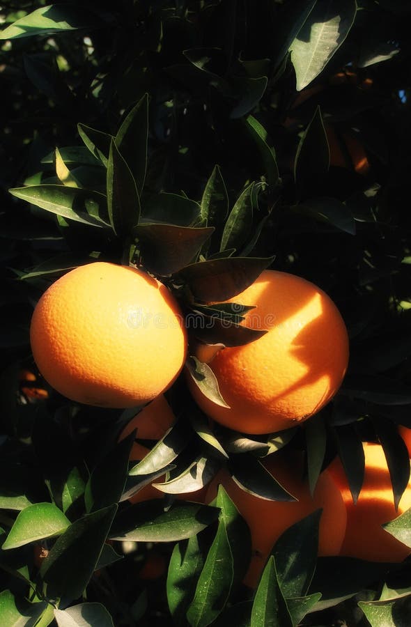Orange tree in field stock image. Image of harvesting - 119902067