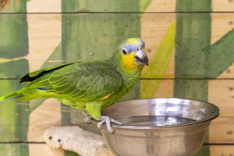 Close Up Shot of the Orange Winged Amazon Parrot. Birds Stock Photo ...
