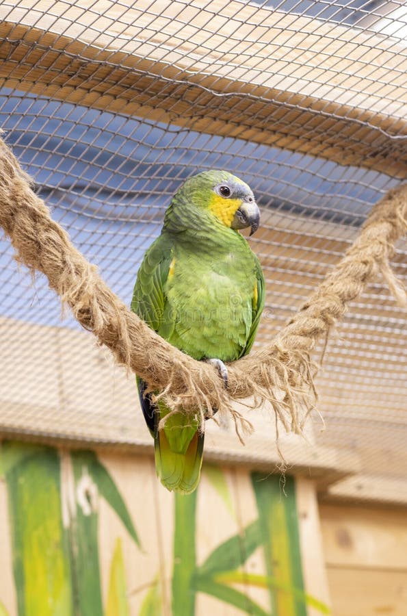 Close Up Shot of the Orange Winged Amazon Parrot. Feathered Stock Photo ...
