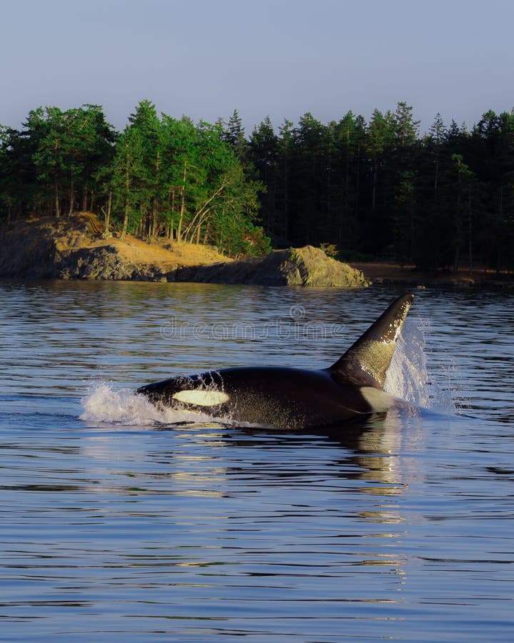 Close-up Shot of an Orca Swimming in the Water with Forest Trees in ...