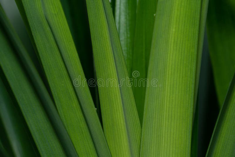Close Up Shot of Organic Pandan Leave Stock Image - Image of organic ...