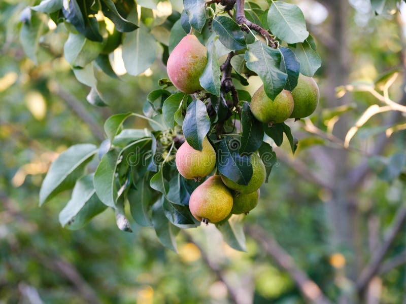 A Close-up Shot of Organic Pears Branch on a Pear Tree Stock Image ...