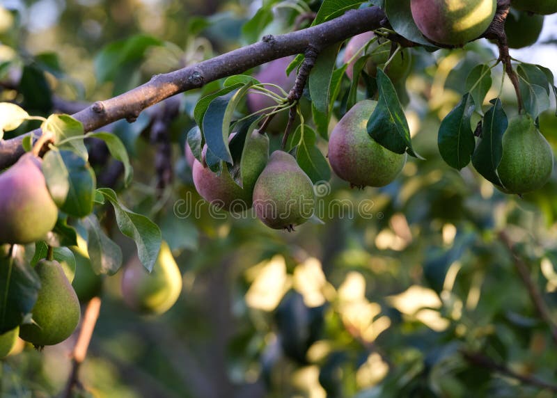 A Close-up Shot of Organic Pears Growing on a Pear Tree Stock Photo ...