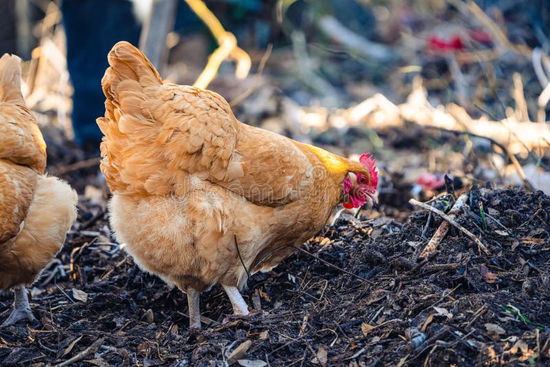 Close-up Shot of an Orpington Chicken Scratching for Bug Stock Image ...