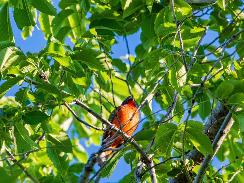 Close Up Shot of Painted Bunting on a Tree Stock Image - Image of park ...
