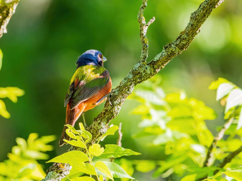 Close Up Shot of Painted Bunting on a Tree Stock Photo - Image of ...