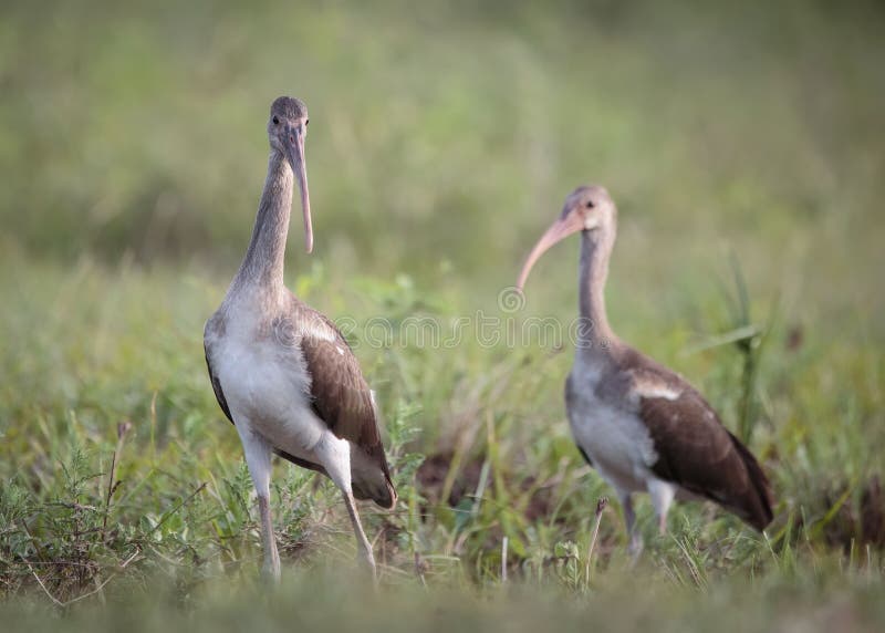 Close-up Shot of a Pair of Ibis Birds in a Field Stock Photo - Image of ...