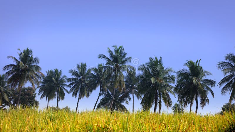 Palm trees in the farm stock photo. Image of growth - 142598624