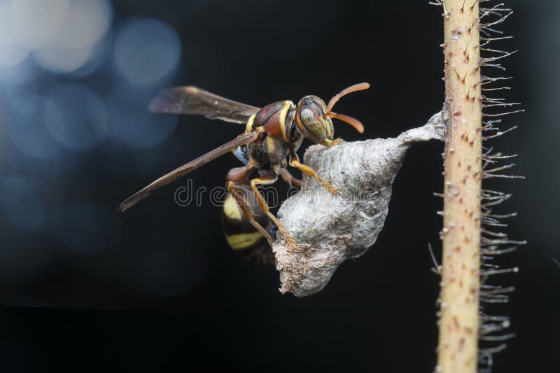 Close Up Shot of Paper Wasp Bee Stock Photo - Image of cocoon, danger ...