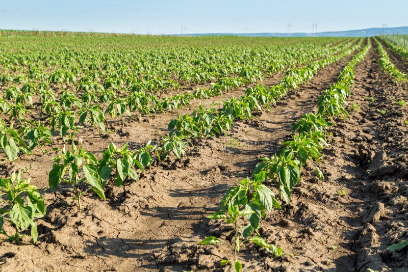 Paprika Plants in Pots on Window Sill. Selective Focus Stock Image ...