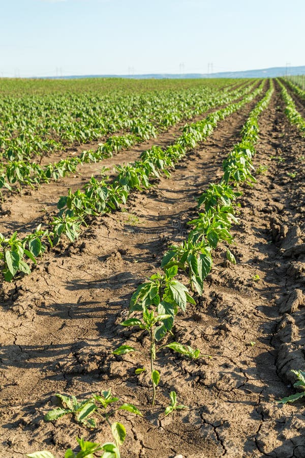 Paprika Plants Growing in Pots Indoor Stock Image - Image of closeup ...
