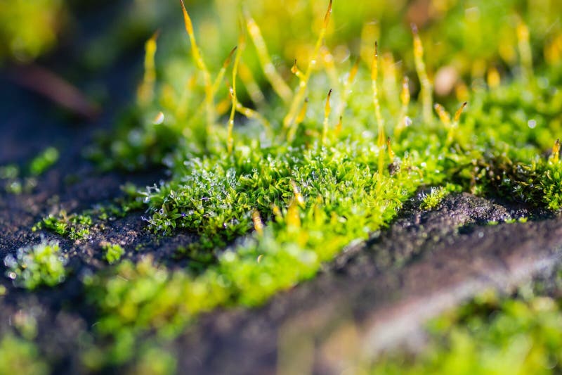 Close Up View of a Patch of Moss with One Plant Growing Stock Image ...