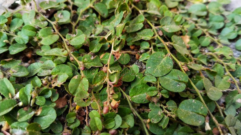 A Close-up Shot of a Patch of Green Plants Growing in the Ground Stock ...