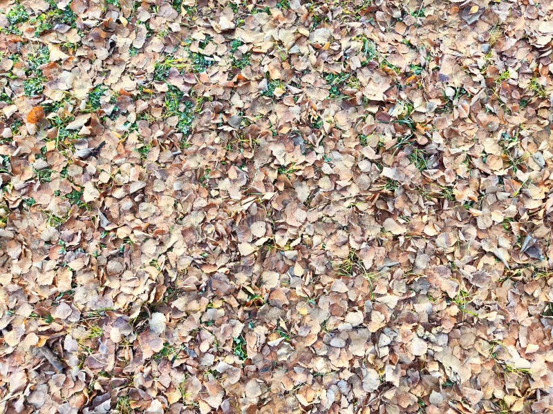 A Close-up Shot of a Path Covered with Fallen Autumn Leaves. Background ...
