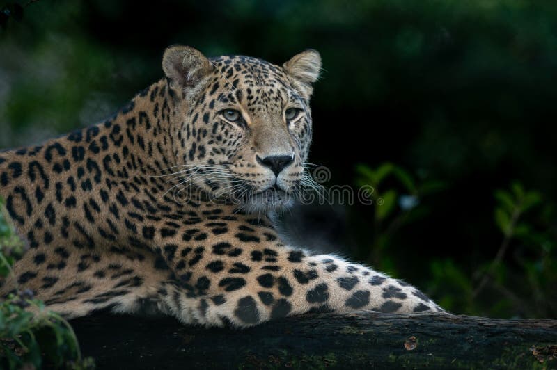 Close-up Shot of a Persian Panther Resting on a Branch Stock Image ...