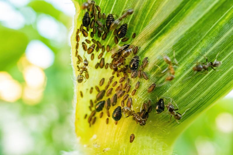 Close Up Shot of Pests on the Corn Stock Photo - Image of blackflies ...