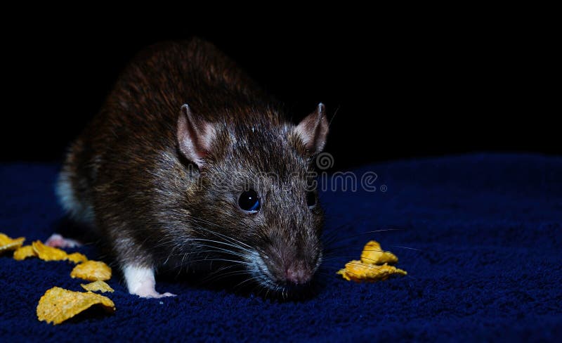 Close Up Shot of a Pet Rat Looking at the Camera Stock Photo - Image of ...