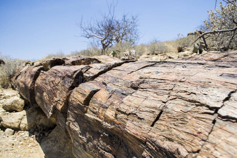 Close-up Shot of Petrified Tree Trunk at Petrified Forest in Namibia ...