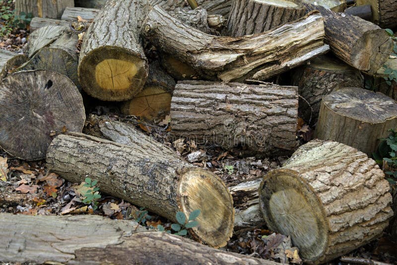 Close Up Shot of a Pile of Chopped Logs in a Wood Stock Photo - Image ...