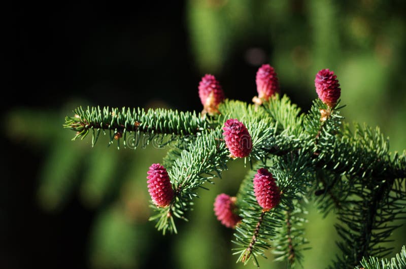 Pine Tree in Bloom stock image. Image of water, beautiful - 125502087