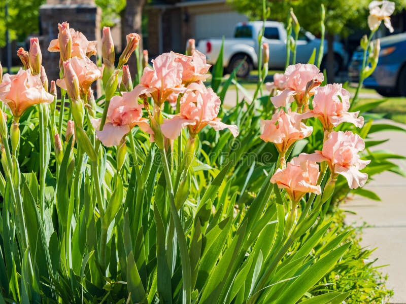 Close Up Shot of Pink Bearded Iris Blossom Stock Image - Image of shot ...