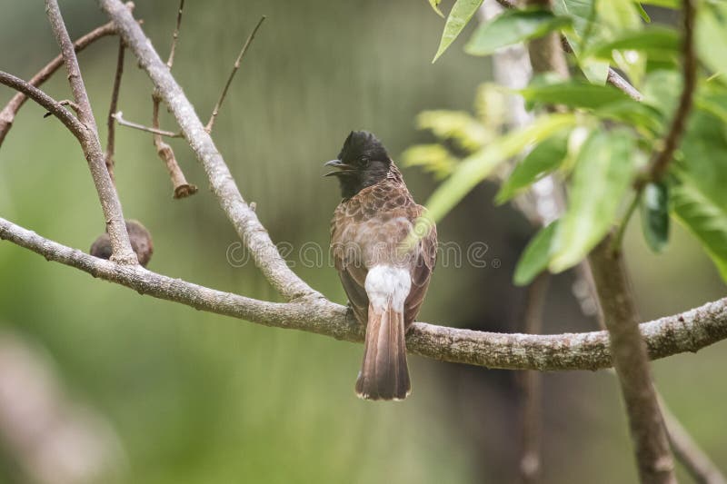 Close-up Shot of a Pink-bellied True Bulbul Perched on a Tree Branch in ...