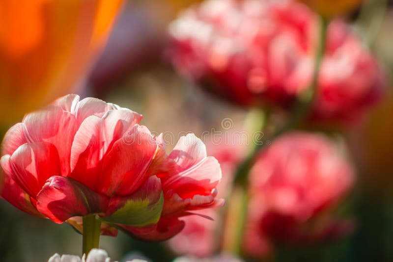 Close Up Shot of Pink Carnations in Bloom on a Sunny Spring Day Stock ...