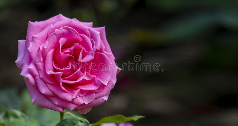 Close Up Shot of a Pink Rose with Copy Space on Right Side Stock Photo ...
