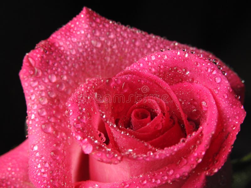 Close Up Shot Pink Rose Rain Drops Depth Stock Photos - Free & Royalty ...