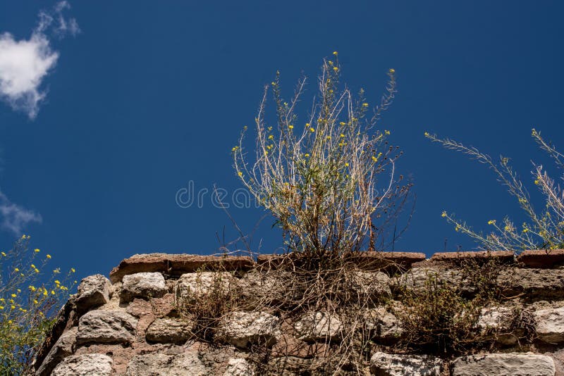 Close Up Shot of a Plant Growing through an Old Brick Building Stock ...