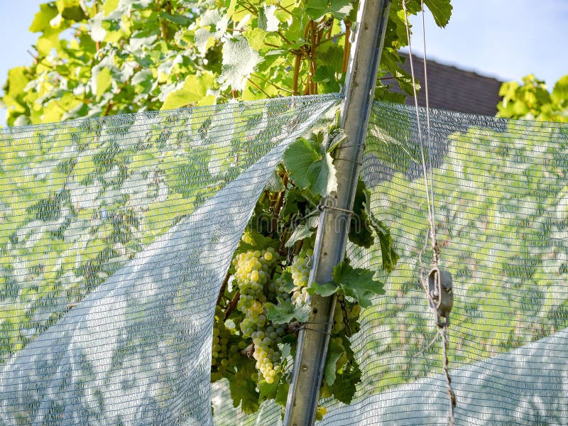 Close-up Shot of a Plastic Net Protecting Grapes Stock Image - Image of ...