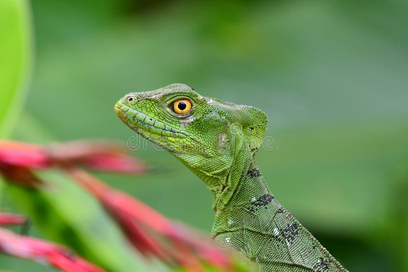 Plumed Basilisk Basiliscus Plumifrons Stock Photo - Image of plant ...