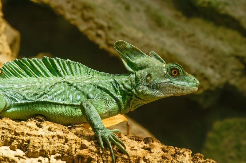 Close-up Shot of a Plumed Basilisk Sitting on a Log in a Forest Stock ...