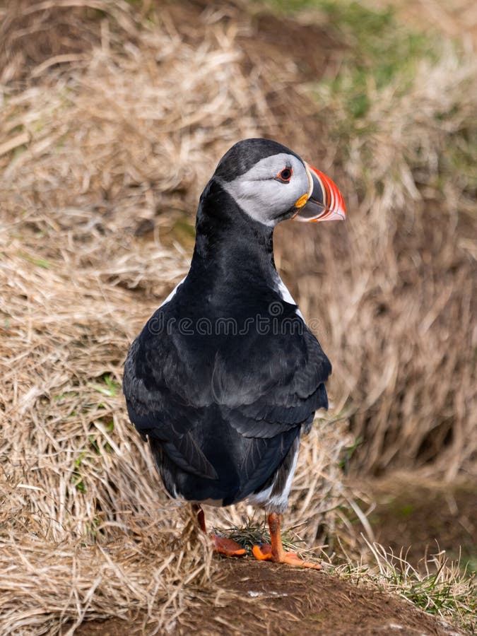 Close-up Shot of a Puffin Bird Perched in a Grassy Area Stock Photo ...