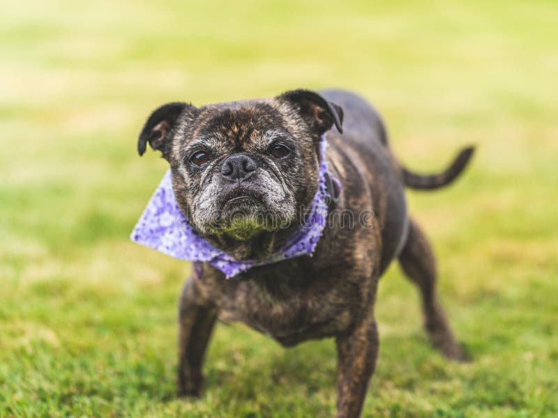 Close-up Shot of a Pug and Boston Terrier Mix Standing on the Grass ...