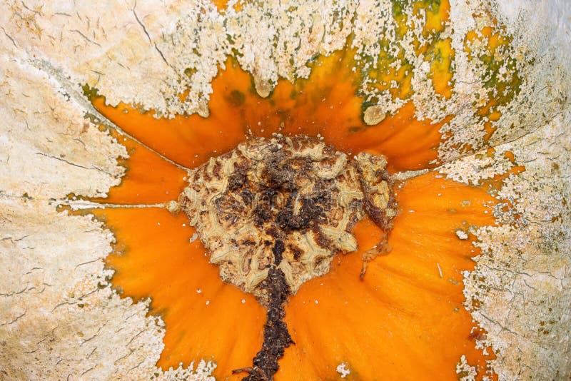 Close Up Shot of Pumpkin Tail End. Stock Image - Image of nature ...