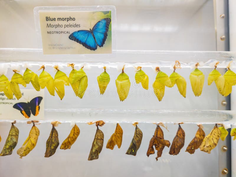Close Up Shot of Pupa of Blue Morpho Butterfly Editorial Photo - Image ...