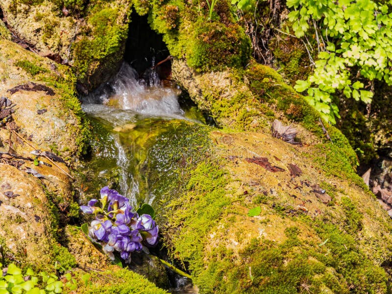 Close Up Shot of Purple Flower Stock Photo - Image of purple, natural ...