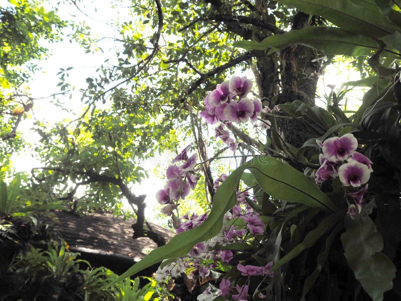 Close-up Shot of Purple Orchids Growing in a Forest Stock Photo - Image ...