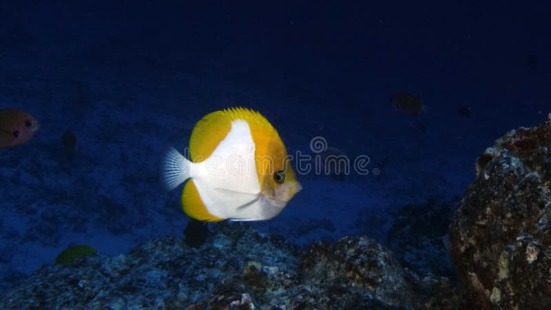 Underwater pyramid stock image. Image of coral, caribbean - 58236723