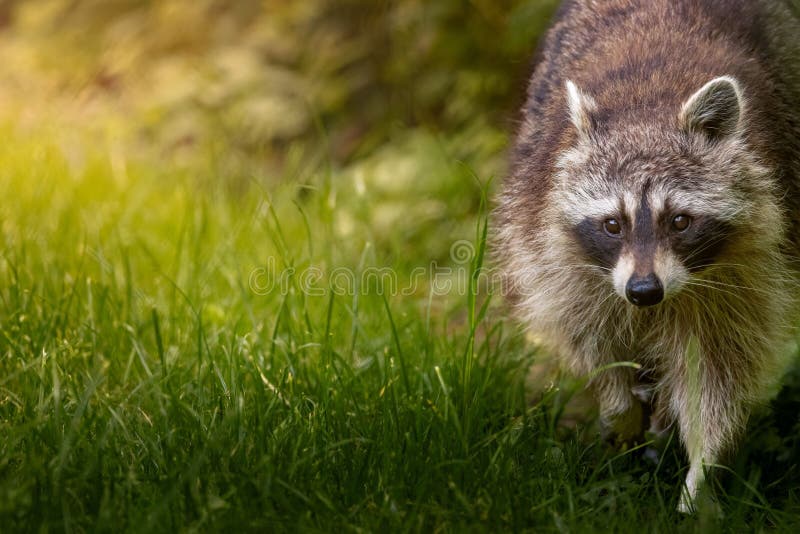 Raccoon Walking Green Grass Stock Photos - Free & Royalty-Free Stock ...