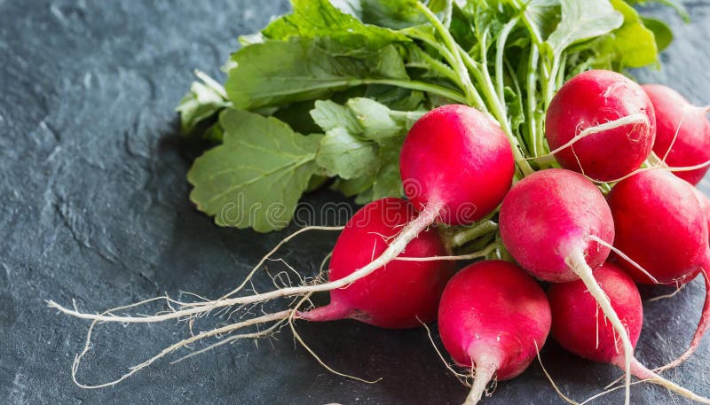 Radish, Copyspace on a Side Stock Illustration - Illustration of ...