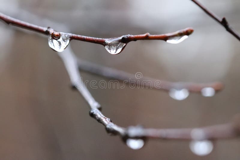 Raindrops on a Tree Branch. Stock Photo - Image of winter, raindrops ...