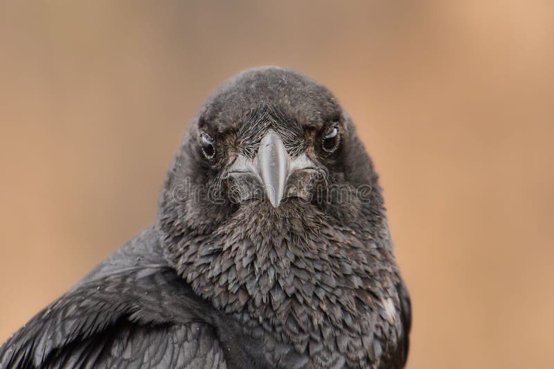 Close-up Shot of a Raven Looking Straight at the Camera. Stock Photo ...
