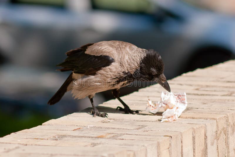 Close-up Shot of Raven with Paper Garbage Stock Photo - Image of bird ...