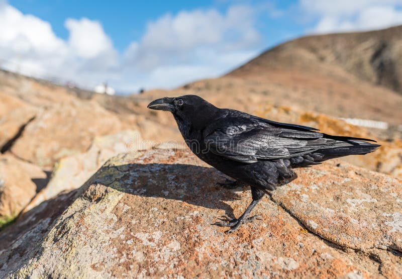 Close Up of a Raven on a Stone Step Stock Image - Image of folklore ...